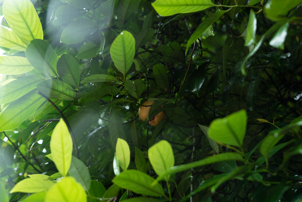 A History of Singapore in 7 Trees. Yes, Trees.