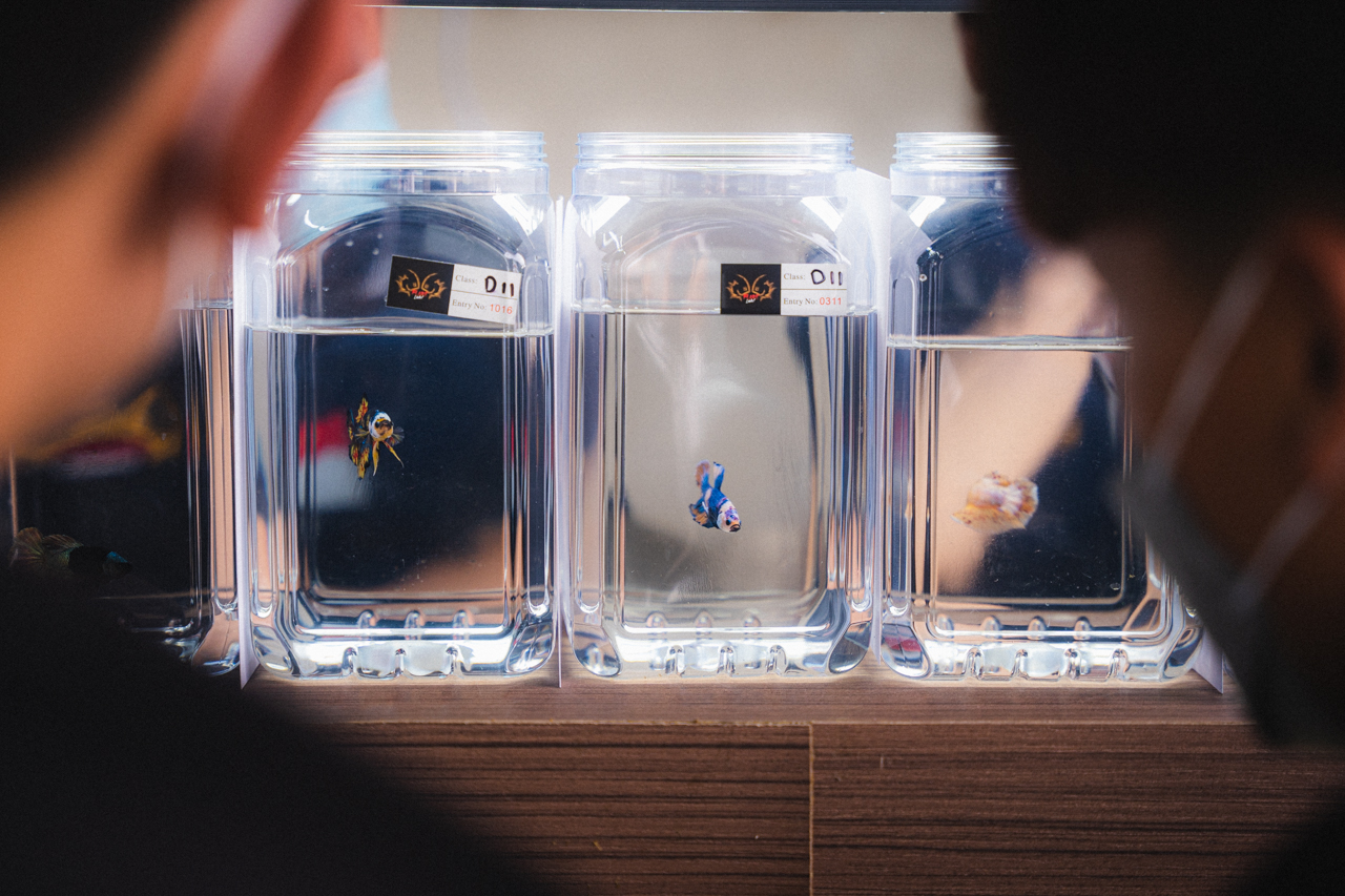 Finding Community and Love in a Betta (Fish) Place