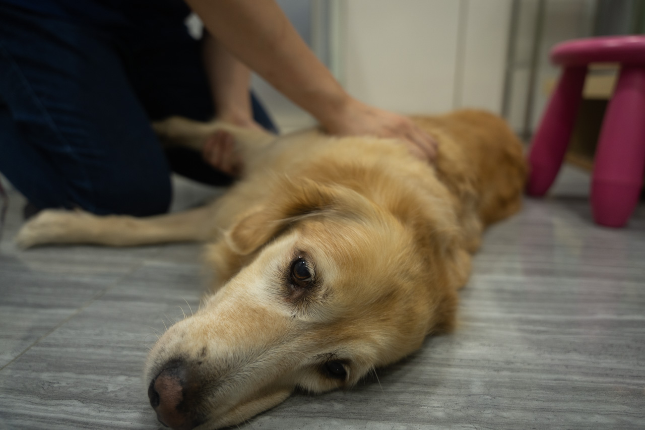 The Back-Cracking Pains of Being an Animal Chiropractor