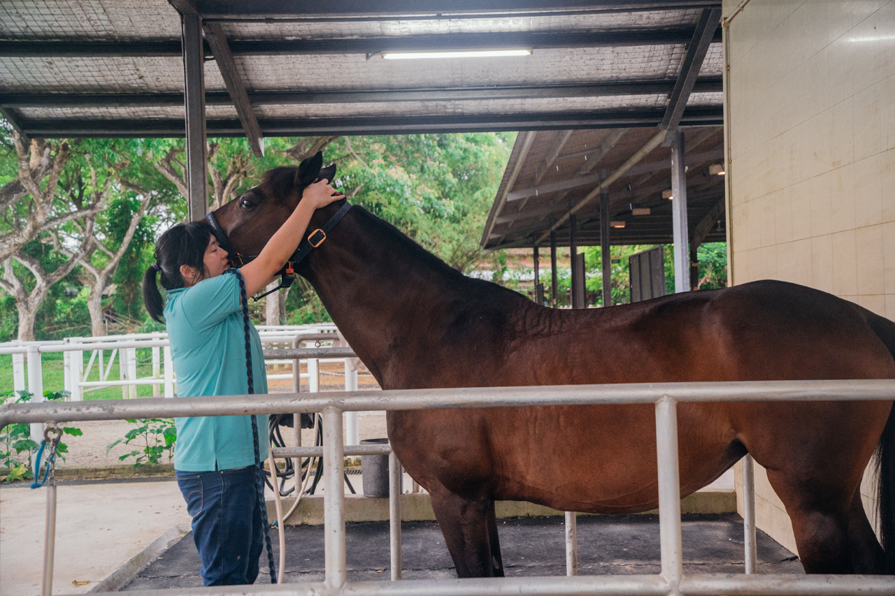 The Back-Cracking Pains of Being an Animal Chiropractor